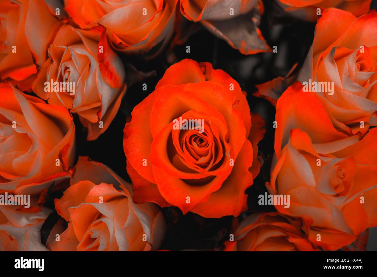 Dozen 12 red roses hi-res stock photography and images - Alamy