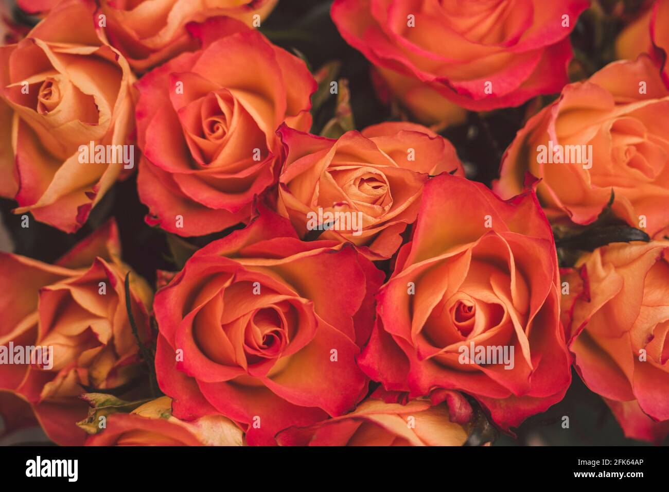 Dozen 12 red roses hi-res stock photography and images - Alamy