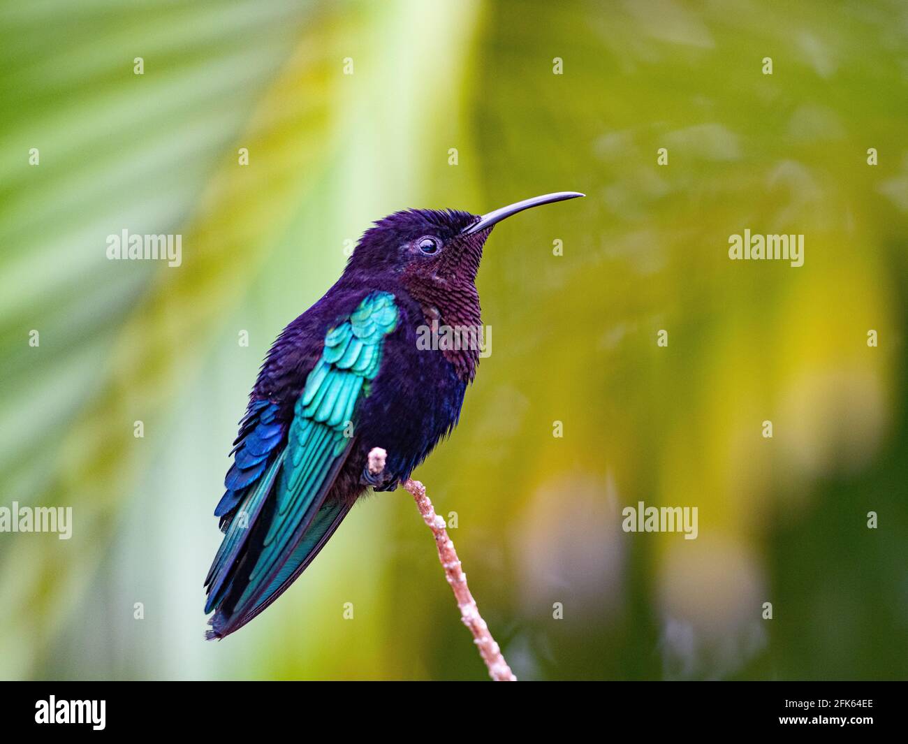 Hummingbird, the smallest bird in the world Stock Photo - Alamy