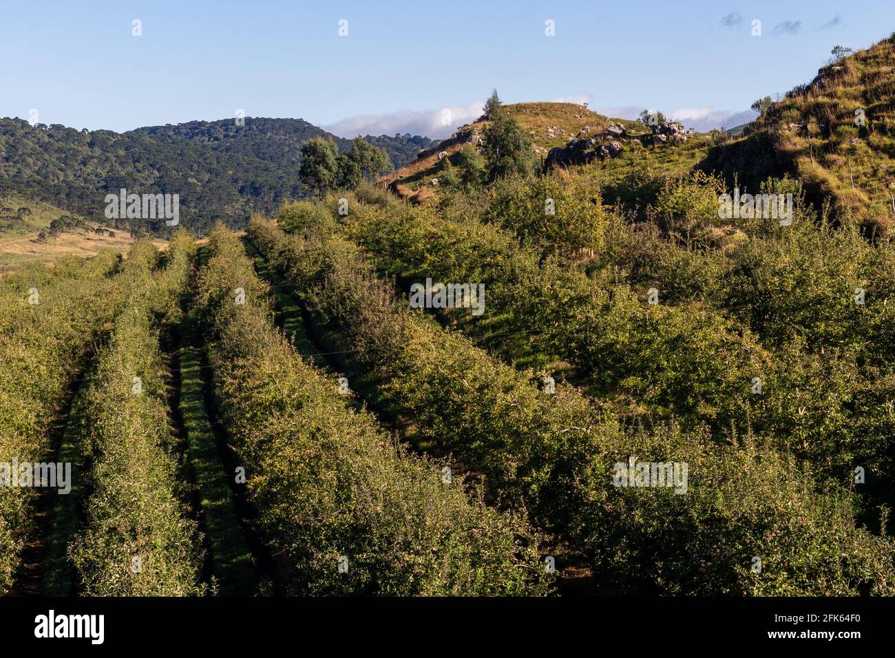 Brazil countryside hi-res stock photography and images - Alamy