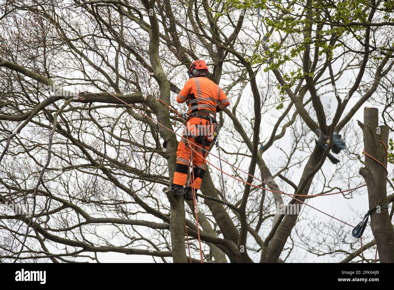 Wendover, UK. 28th April, 2021. A tree surgeon working on behalf of HS2 ...