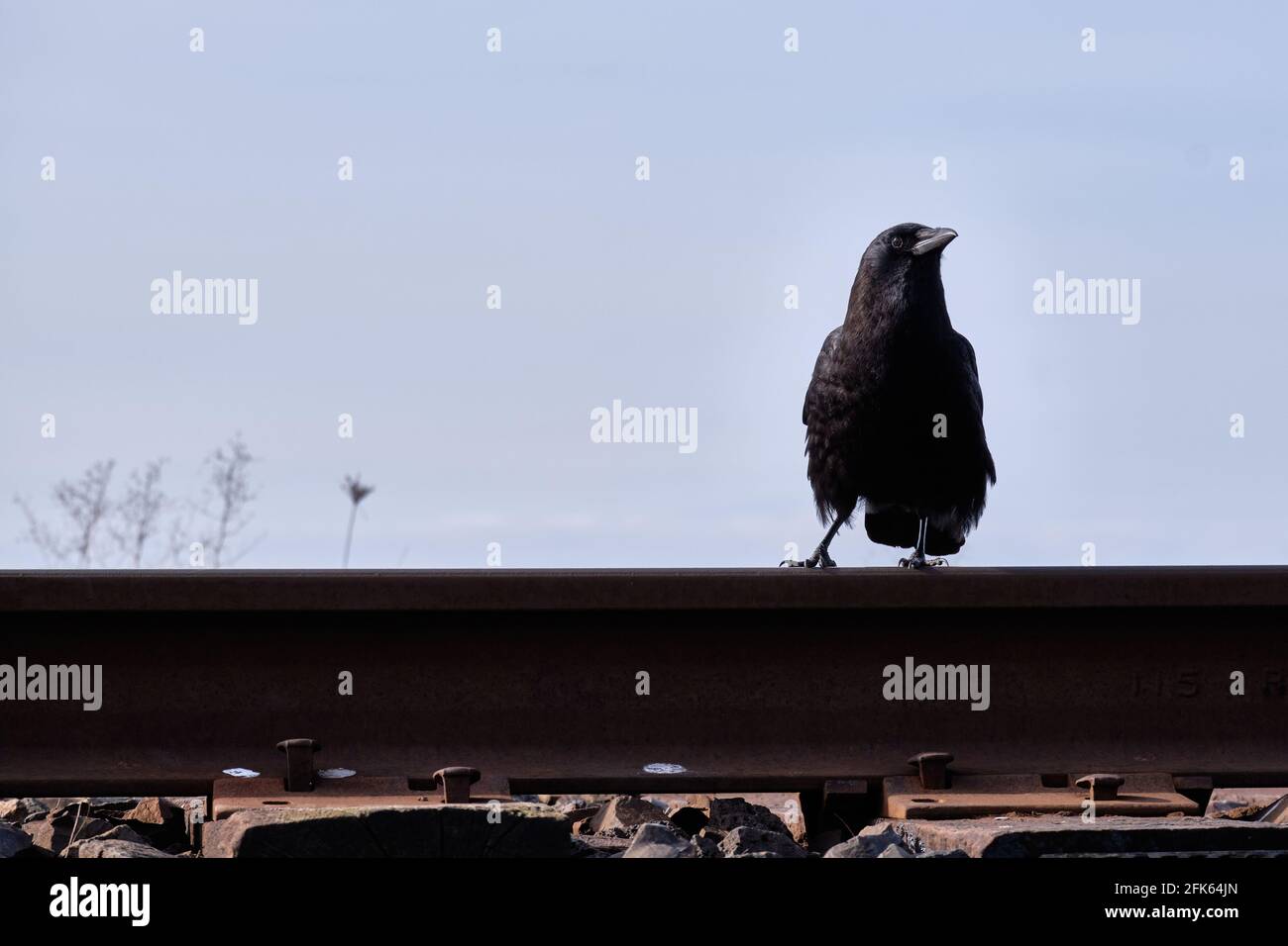 Blue and white crow hi-res stock photography and images - Alamy