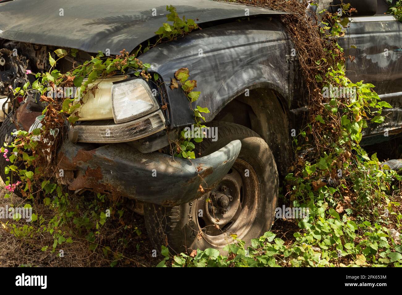 Overgrown car wreck hi-res stock photography and images - Alamy