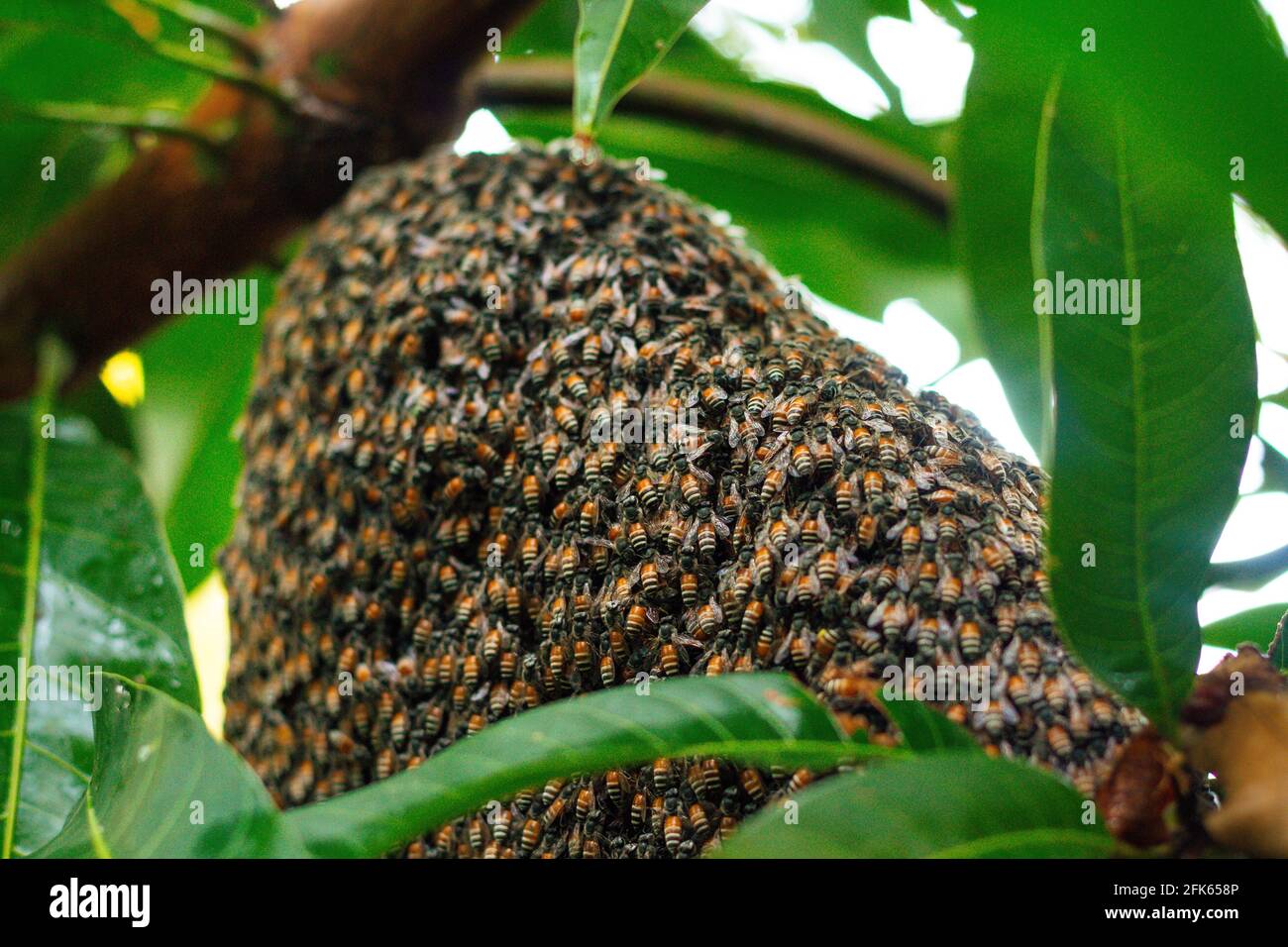 Closeup of a big honeybee hive in green leaves Stock Photo - Alamy
