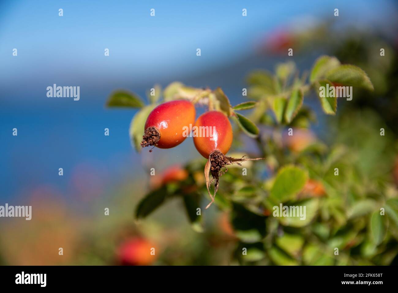 Rosehip fruits ripening on hi-res stock photography and images - Alamy