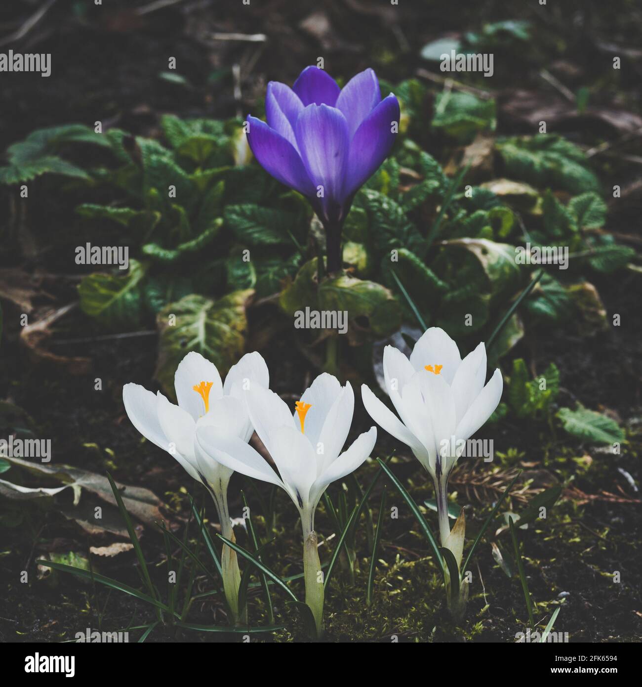 Closeup of beautiful white and violet spring crocus flowers blooming in ...