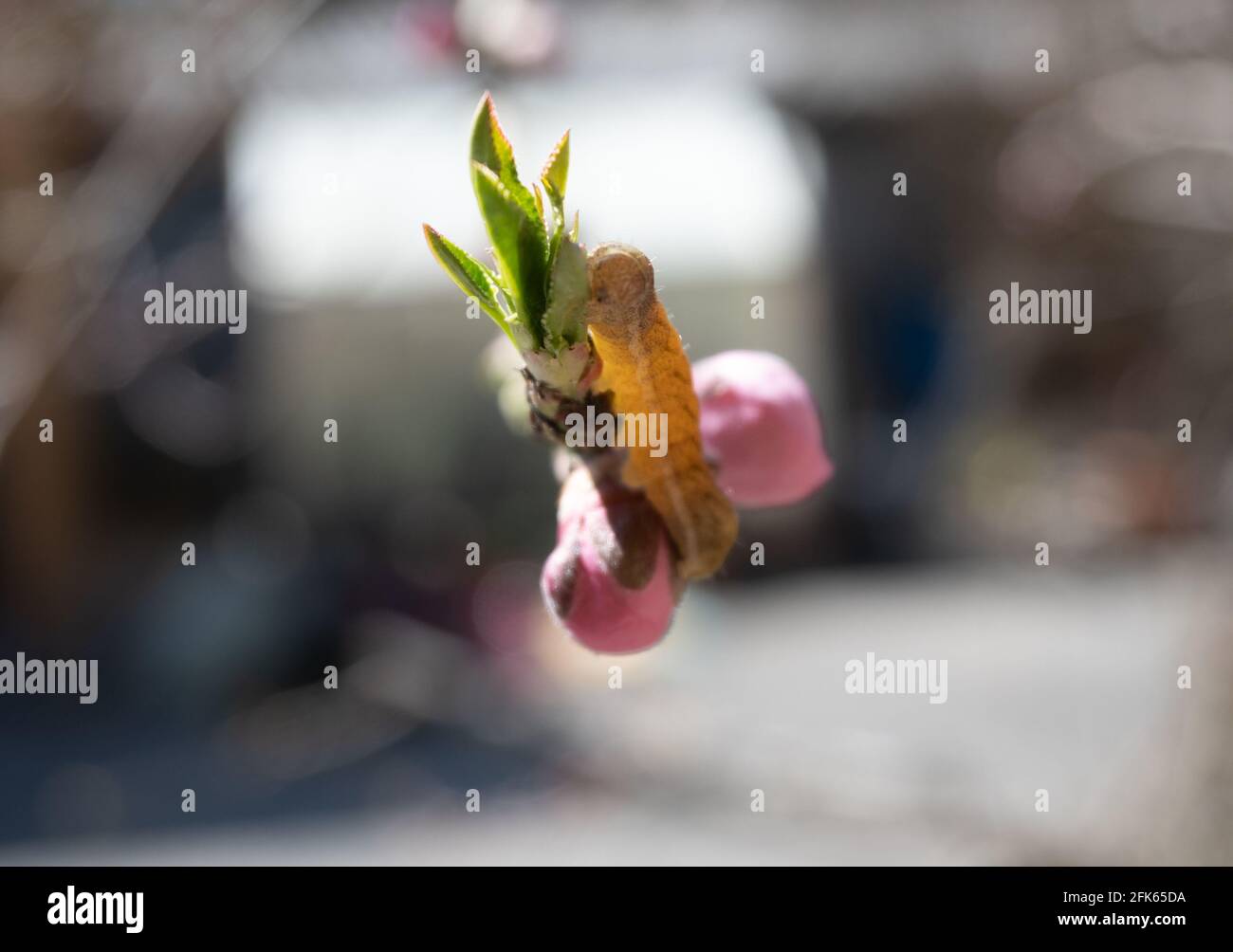 Closeup of a worm crawling on the flower and leaf buds Stock Photo - Alamy