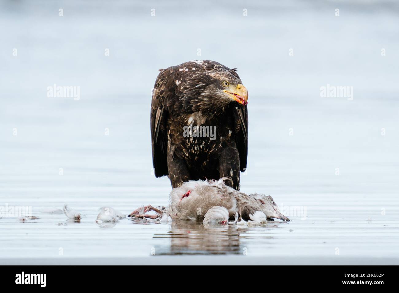 A juvenile bald eagle guarding a dead sea gull on the beach Stock Photo ...