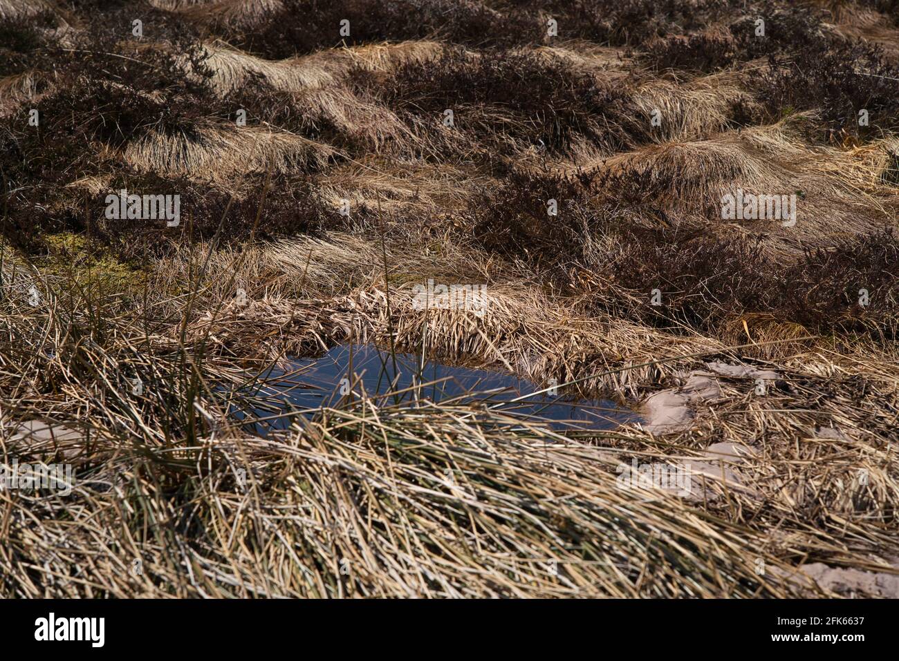 Closeup of melted snow on the grass in a field under the sunlight Stock ...