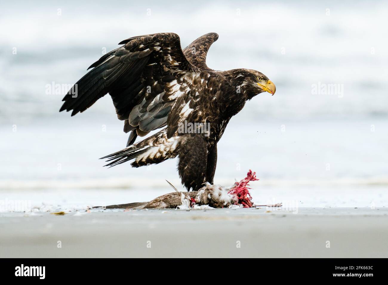 A young bald eagle taking flight from the beach with a sea gull Stock ...