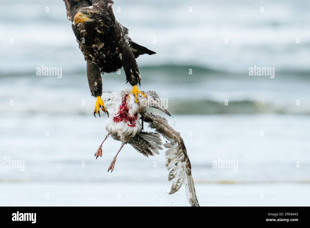 Cropped view of a bald eagle flying with a dead sea gull Stock Photo ...