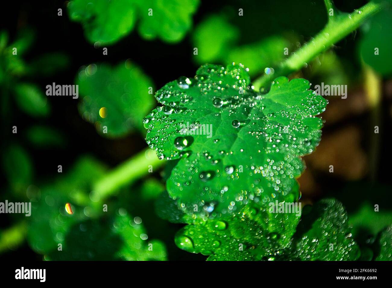 Fluid leaves hi-res stock photography and images - Alamy