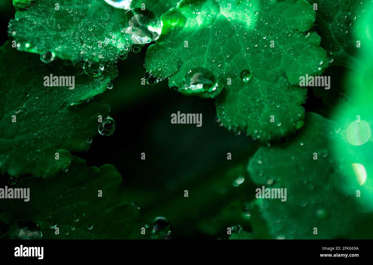 Green leaves with dew drop Stock Photo - Alamy