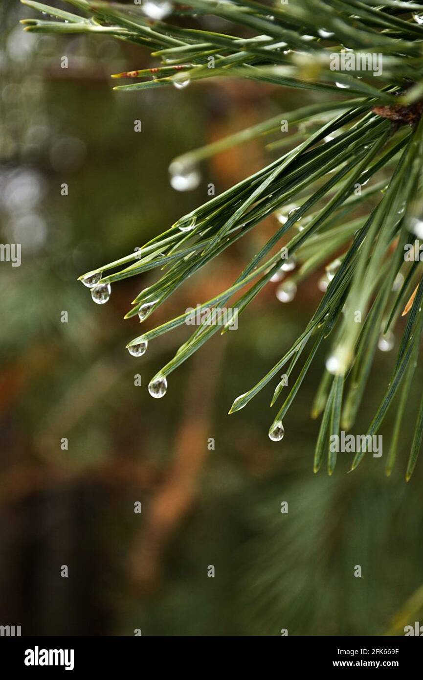 pine branches with rain drops Stock Photo - Alamy