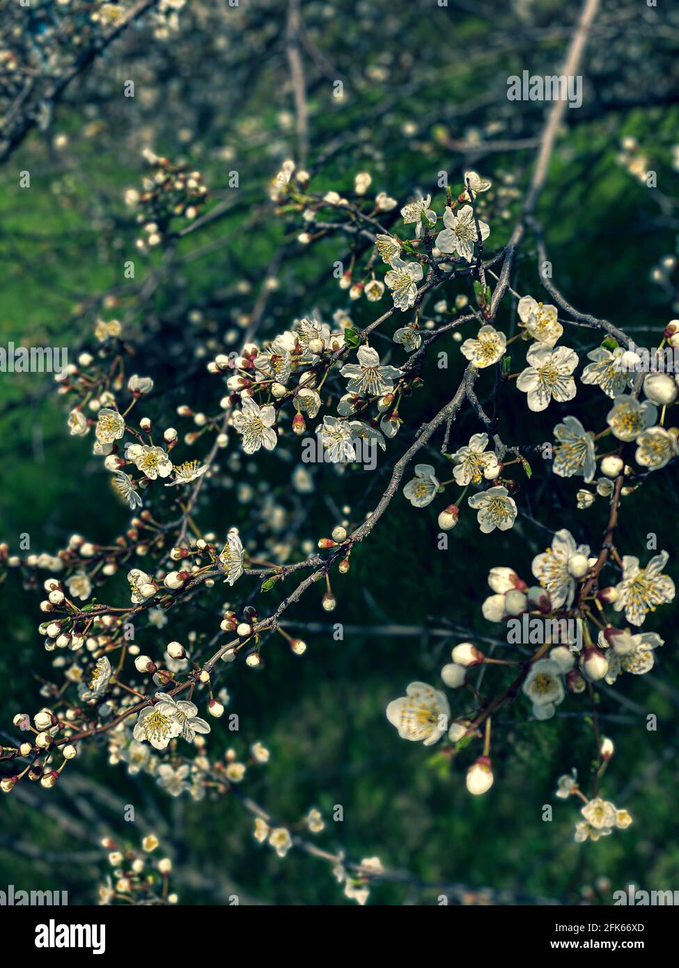 Apricot trees in kyiv hi-res stock photography and images - Alamy