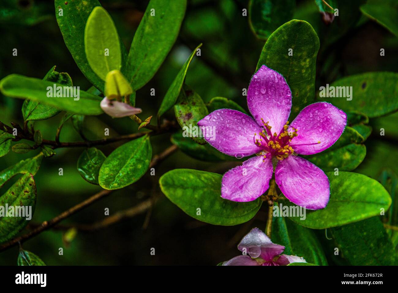 Myrtle flower hi-res stock photography and images - Alamy