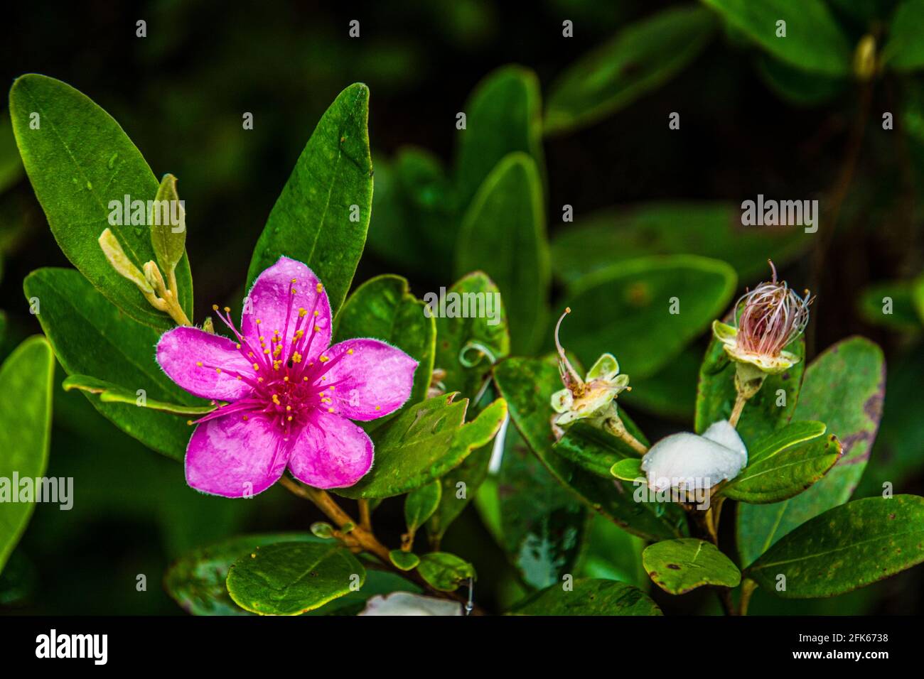 Myrtle flower hi-res stock photography and images - Alamy