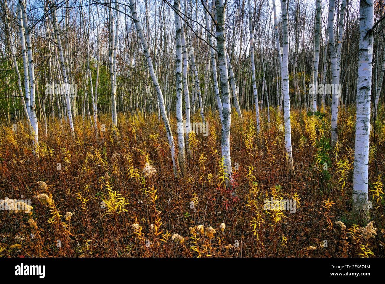 White fall birch trees with autumn leave colour in autumn Stock Photo ...
