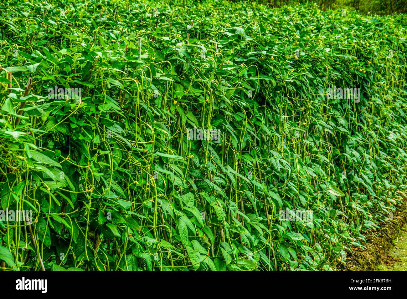 Long bean plant growing in farm Stock Photo - Alamy