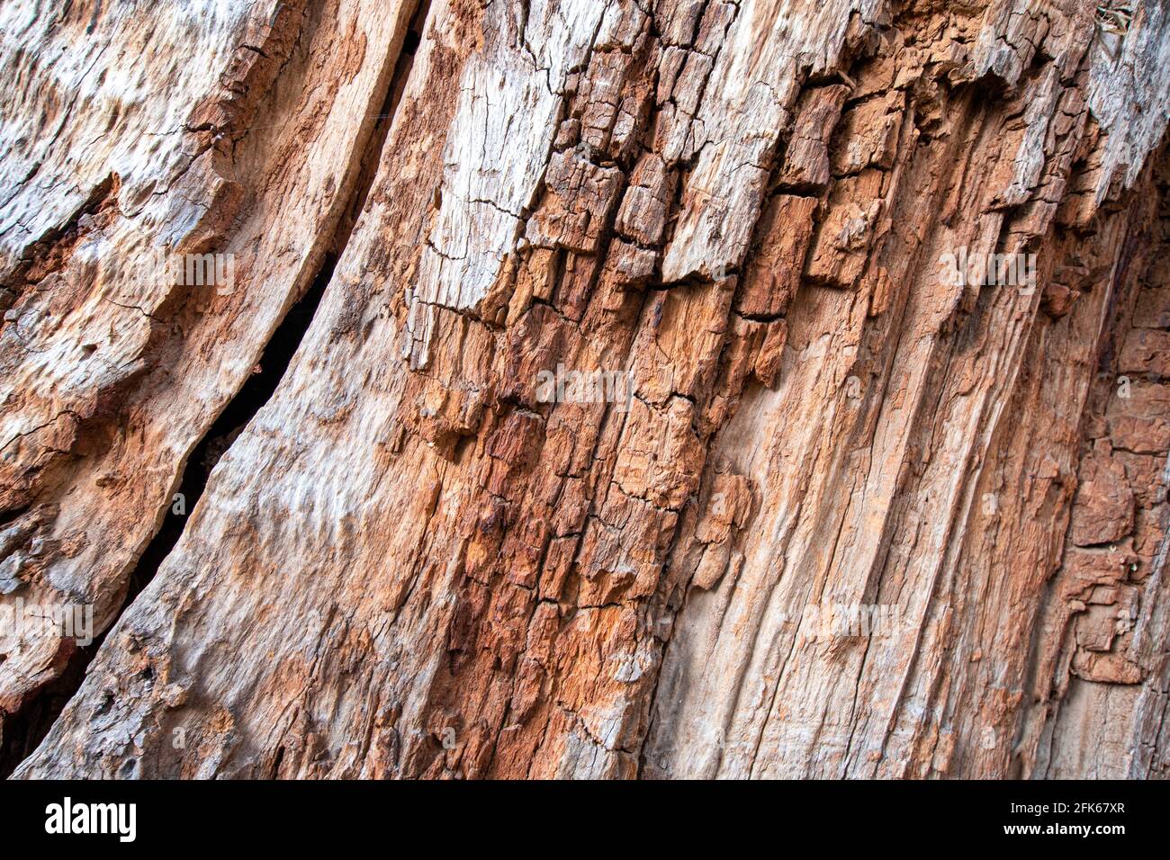 Closeup of an old tree cut bark texture Stock Photo - Alamy
