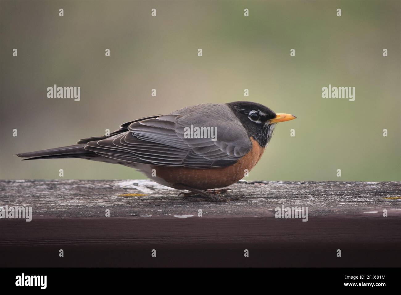 Robin in spring Stock Photo - Alamy