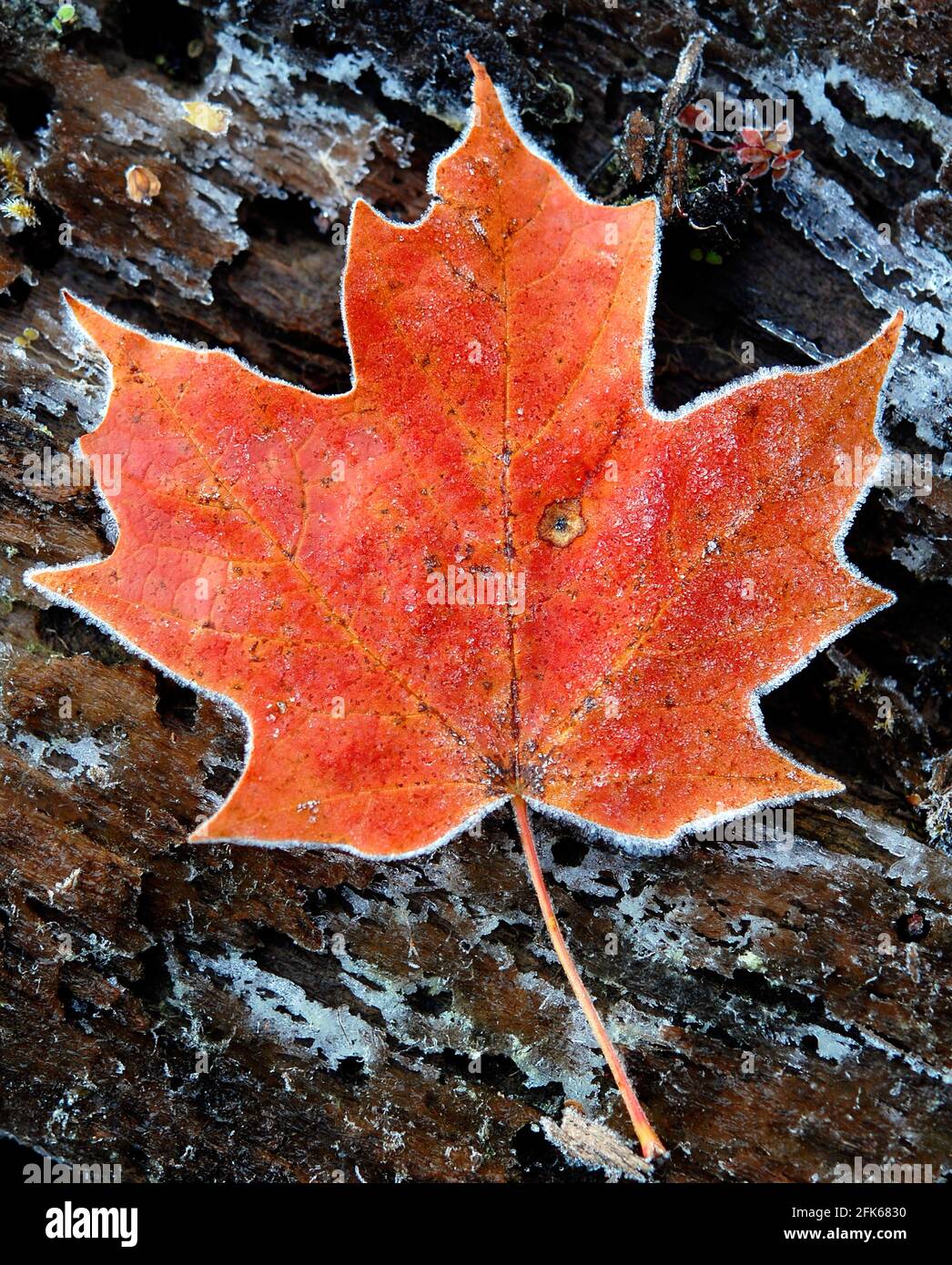 Derable hi-res stock photography and images - Alamy