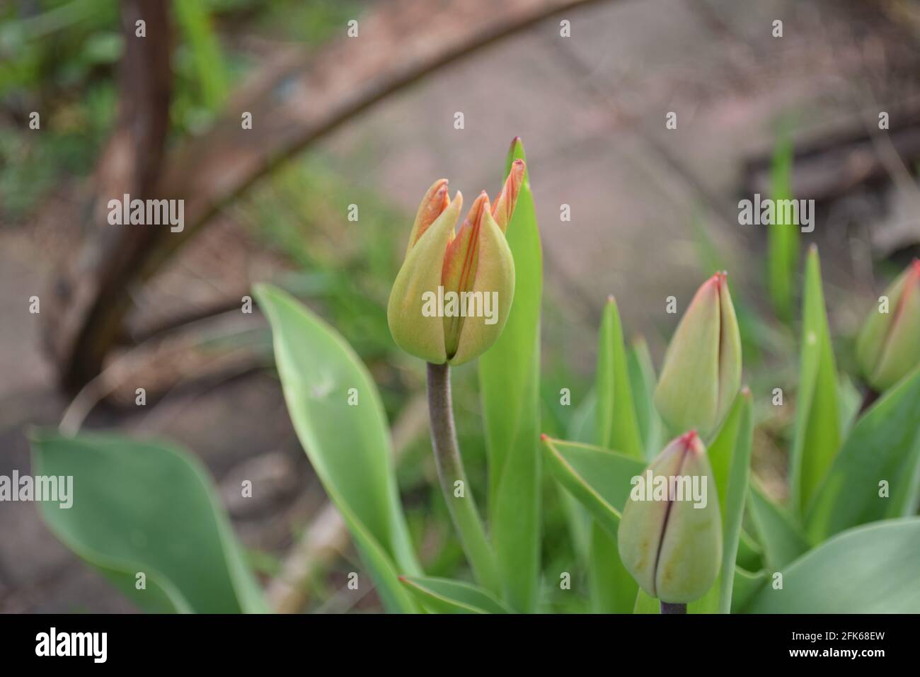 Open petal tulips hi-res stock photography and images - Alamy