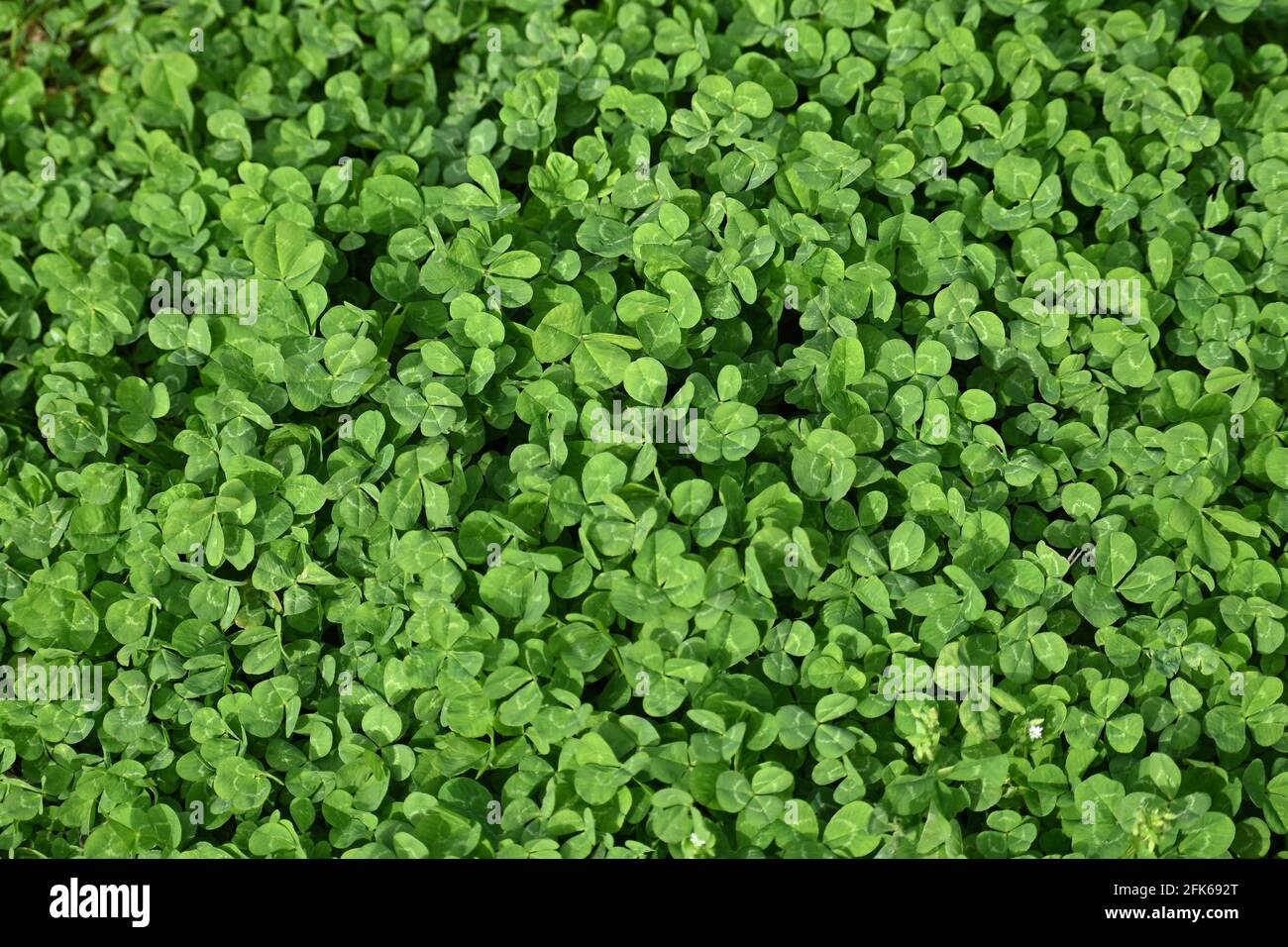 Lots of Clover Stock Photo - Alamy