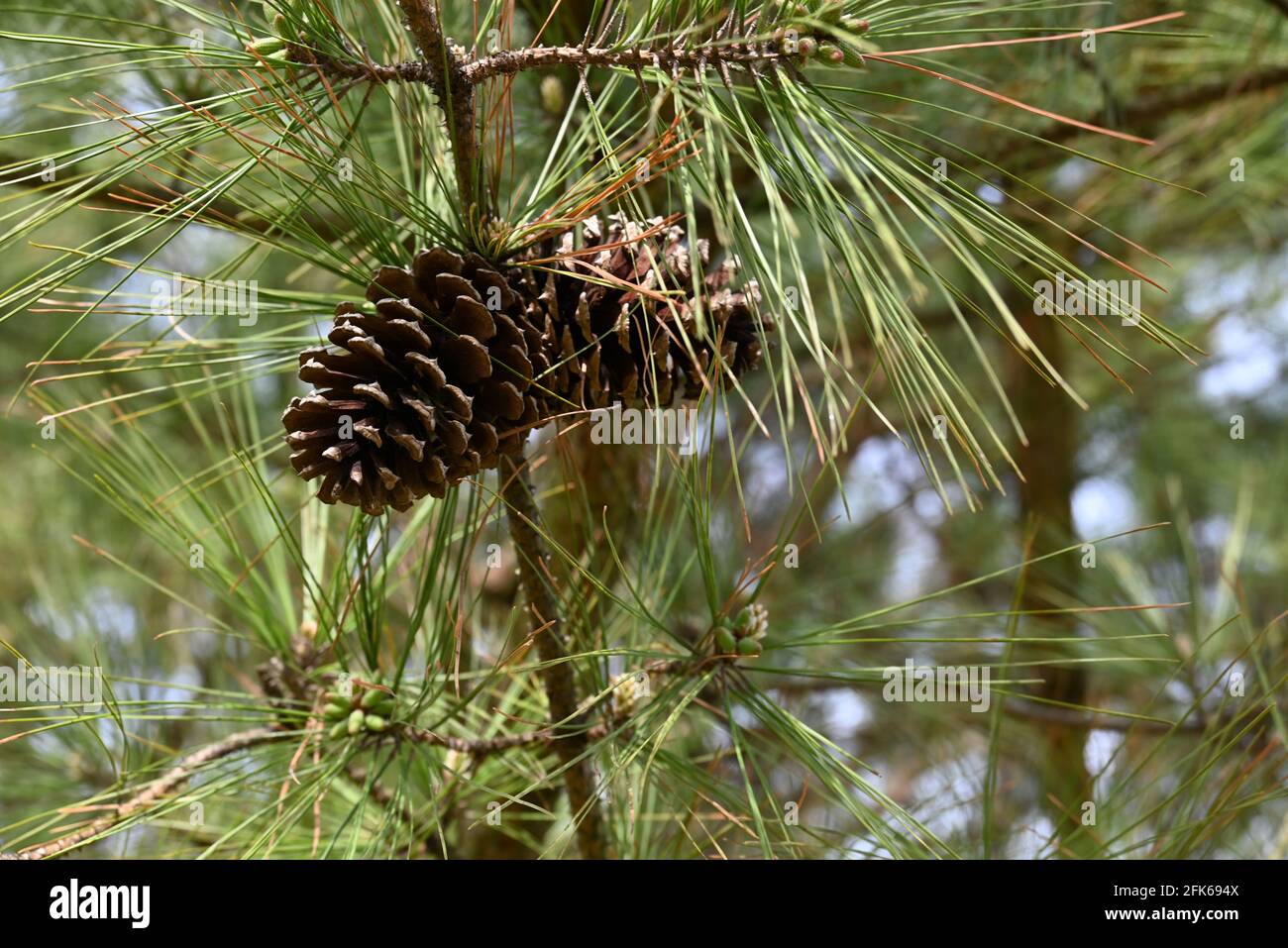 Pine tree cone needles hi-res stock photography and images - Alamy