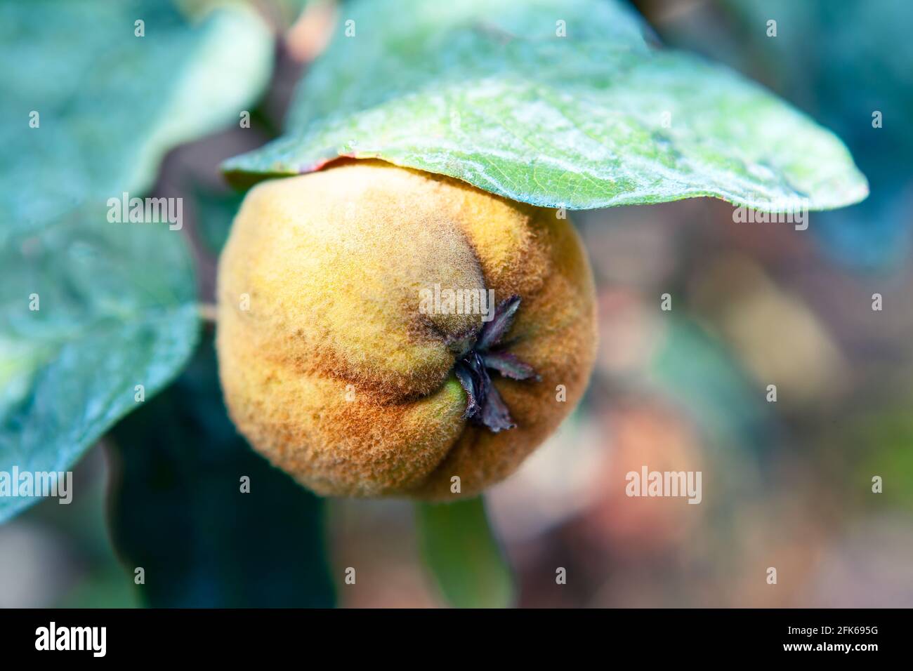 Quince fruit on the tree . Cydonia Oblonga fruit Stock Photo - Alamy