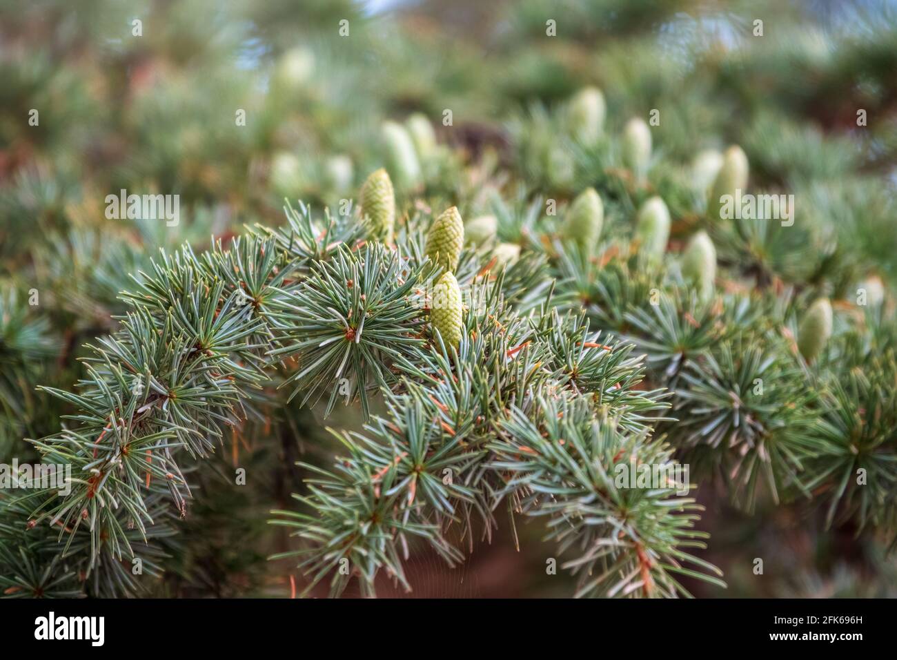 Branch of an Atlas cedar with needles and cones. Cedar Atlas Lat ...