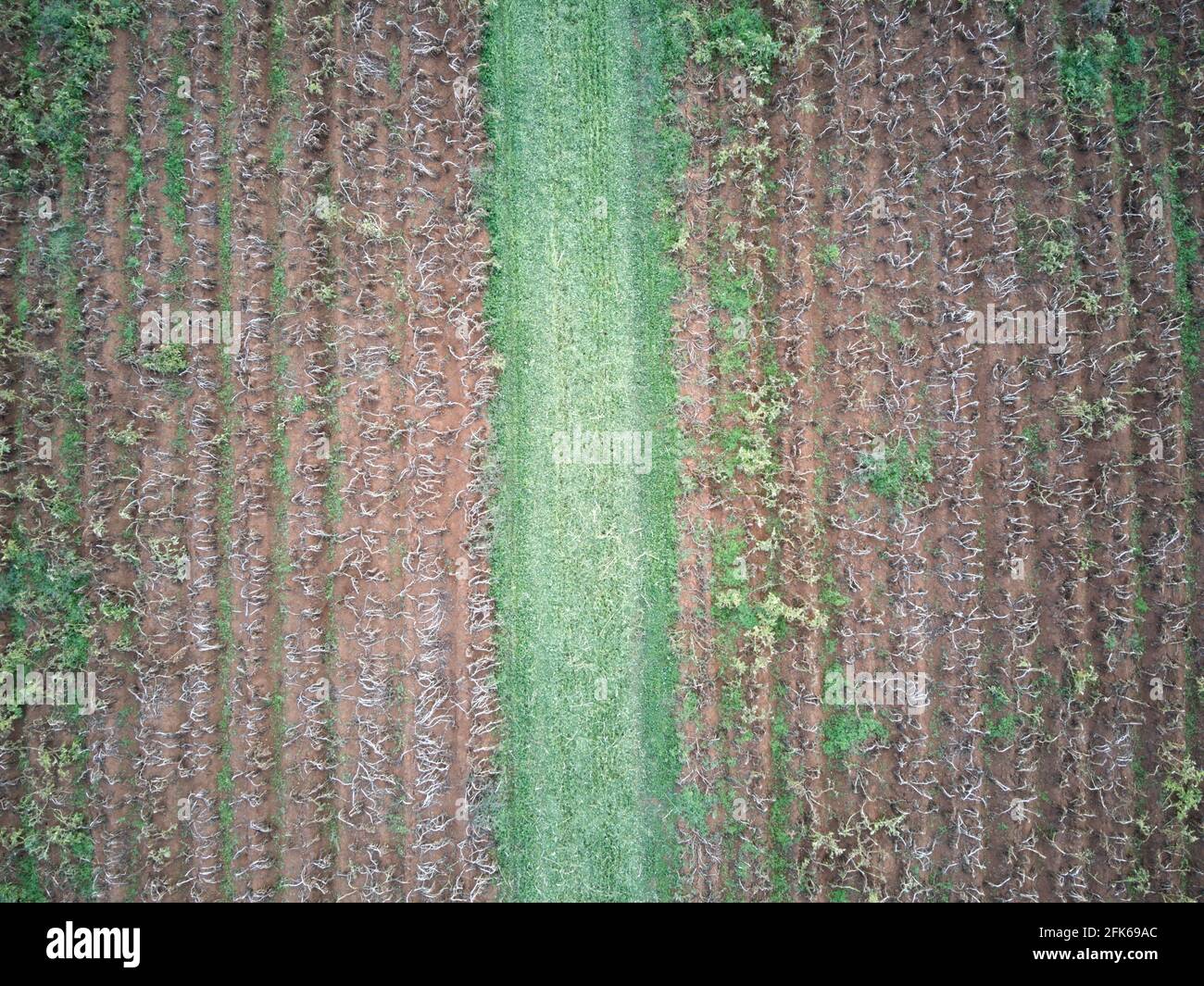 Crop field patterns aerial view with green grass in Victoria, Australia ...