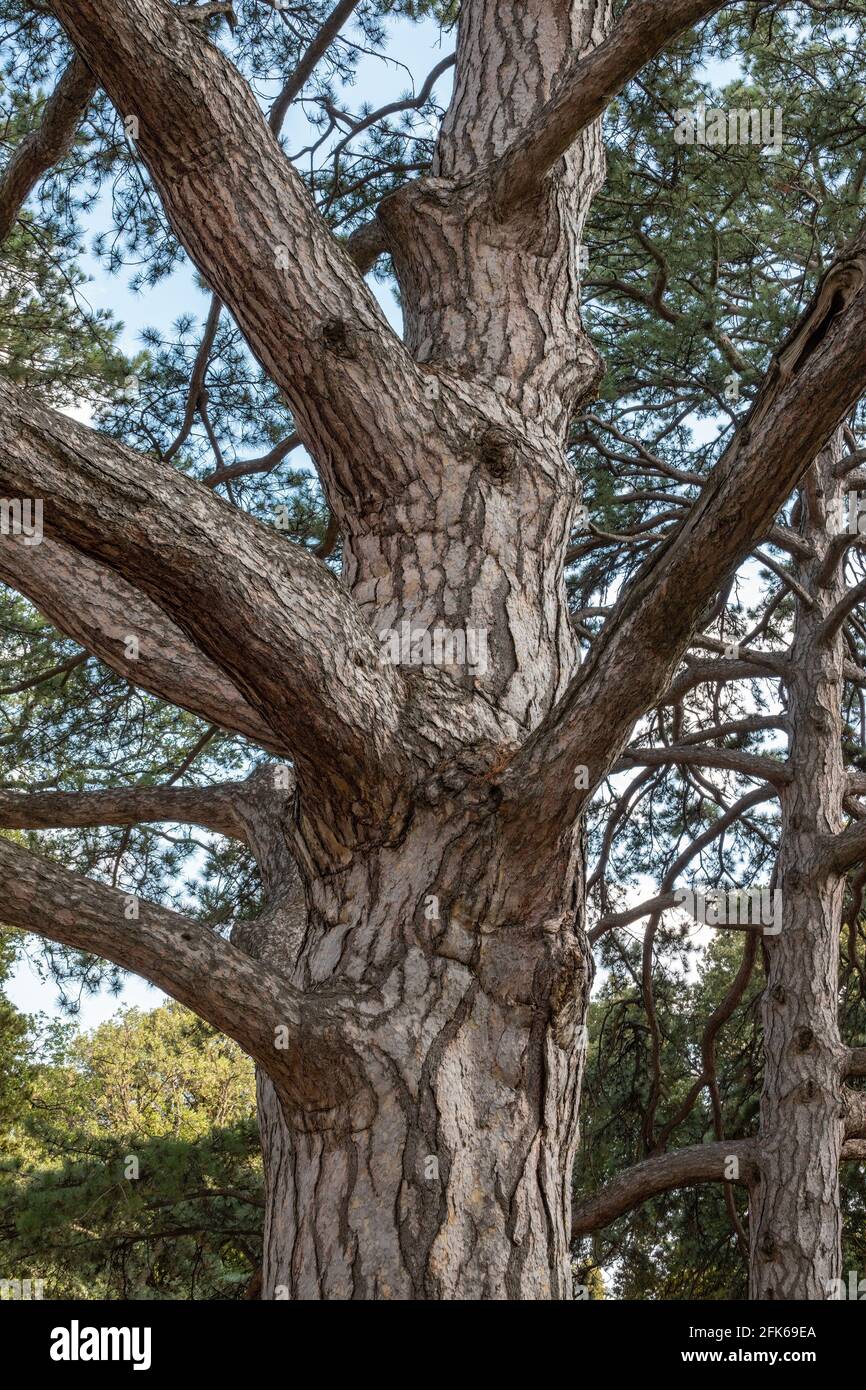 Intricately curved, tangled pine trunks and branches illuminated by the ...
