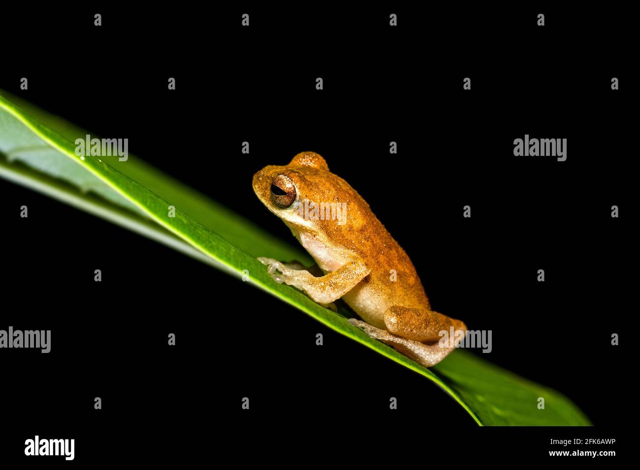 Golden tree frog hi-res stock photography and images - Alamy