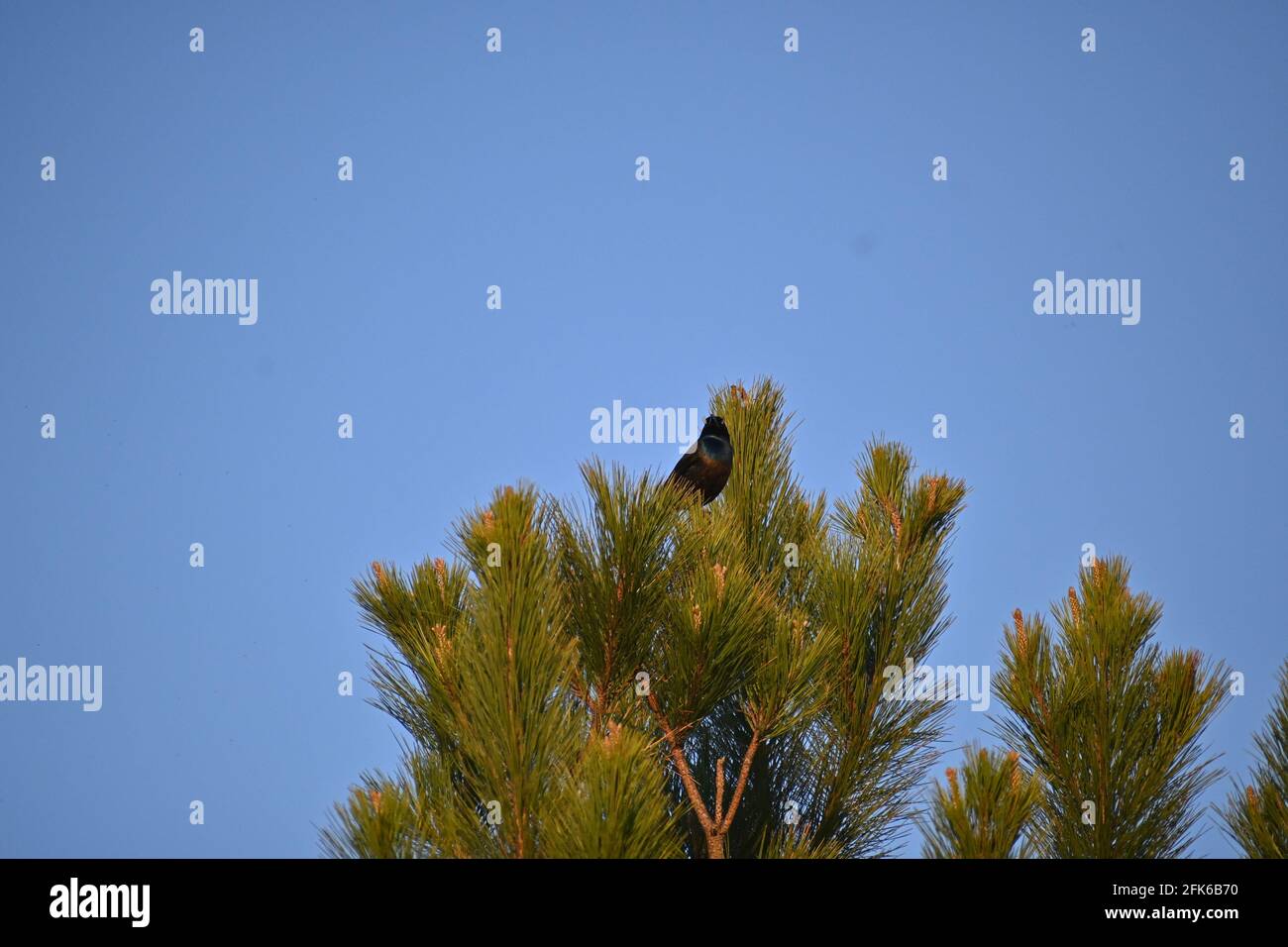 common grackle in a pine tree Stock Photo - Alamy