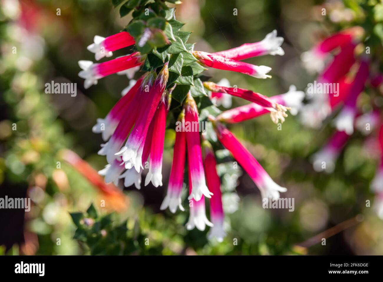Fuchsia Heath plant in flower Stock Photo - Alamy