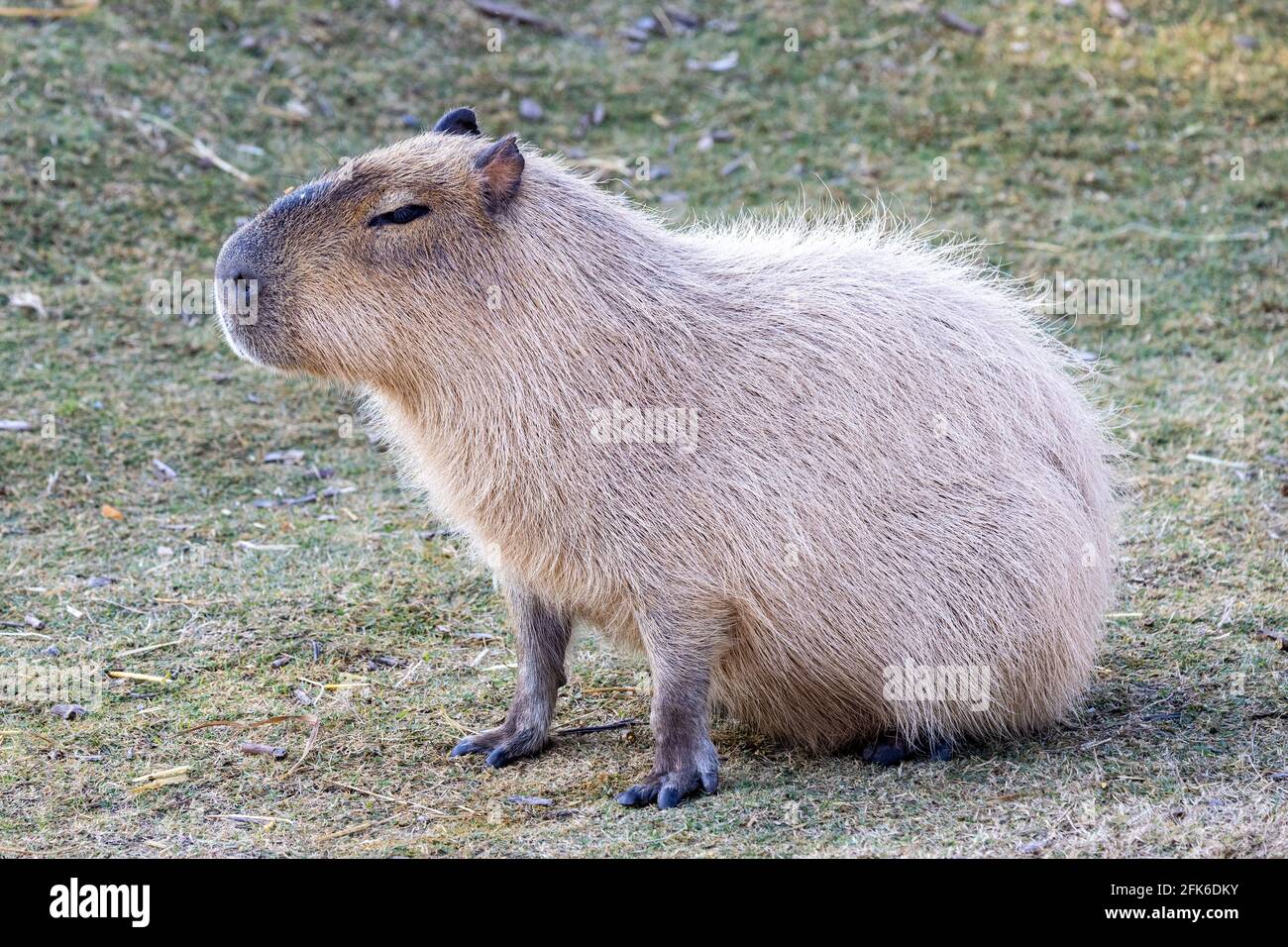 Capybara in Sydney Australia Zoo Stock Photo - Alamy