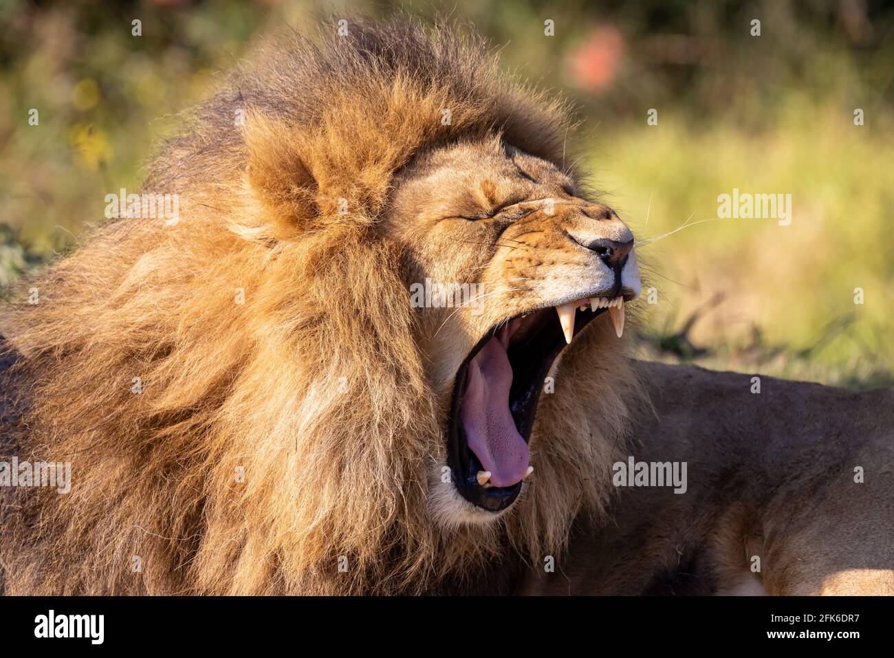 Lion zoo sydney hi-res stock photography and images - Alamy