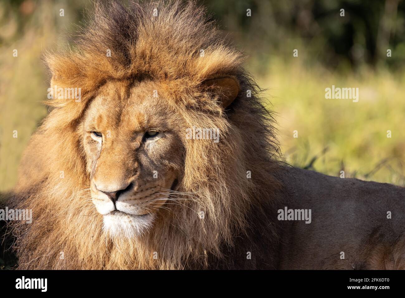 African Lion in Sydney Zoo Stock Photo - Alamy