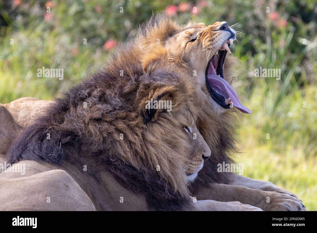 Lion zoo sydney hi-res stock photography and images - Alamy