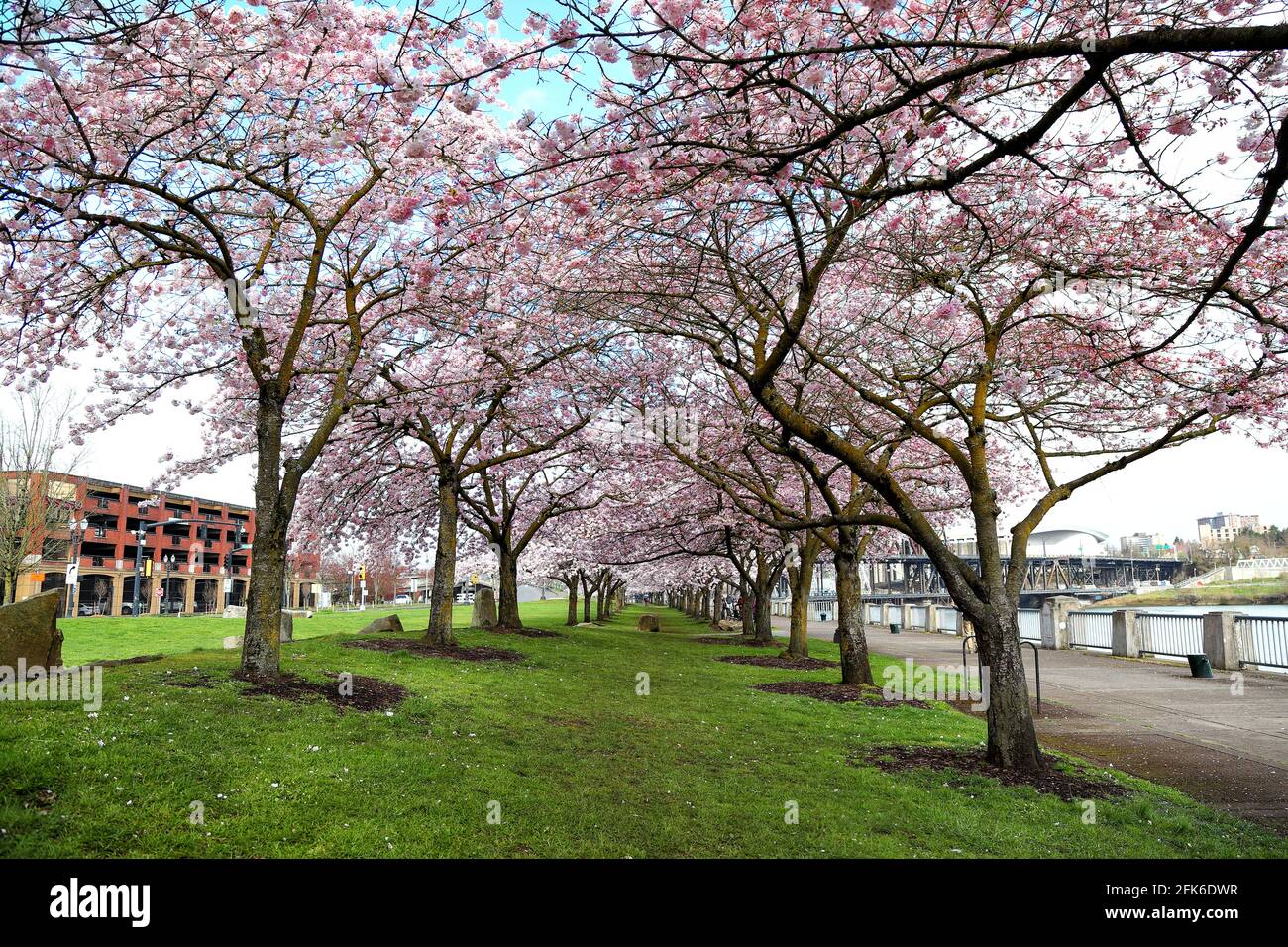 Portland cherry blossom trees hi-res stock photography and images - Alamy