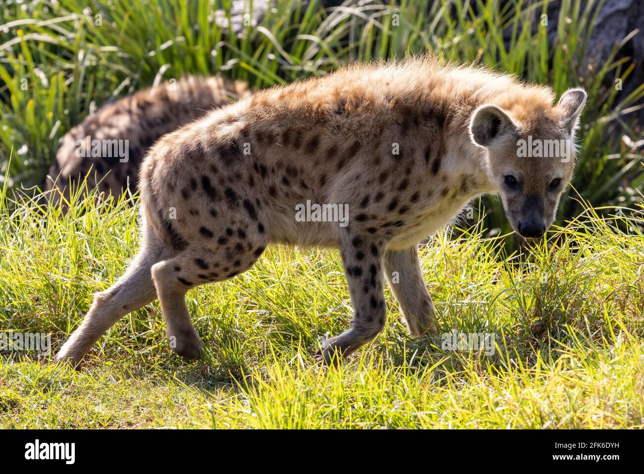 Captive hyena hi-res stock photography and images - Alamy