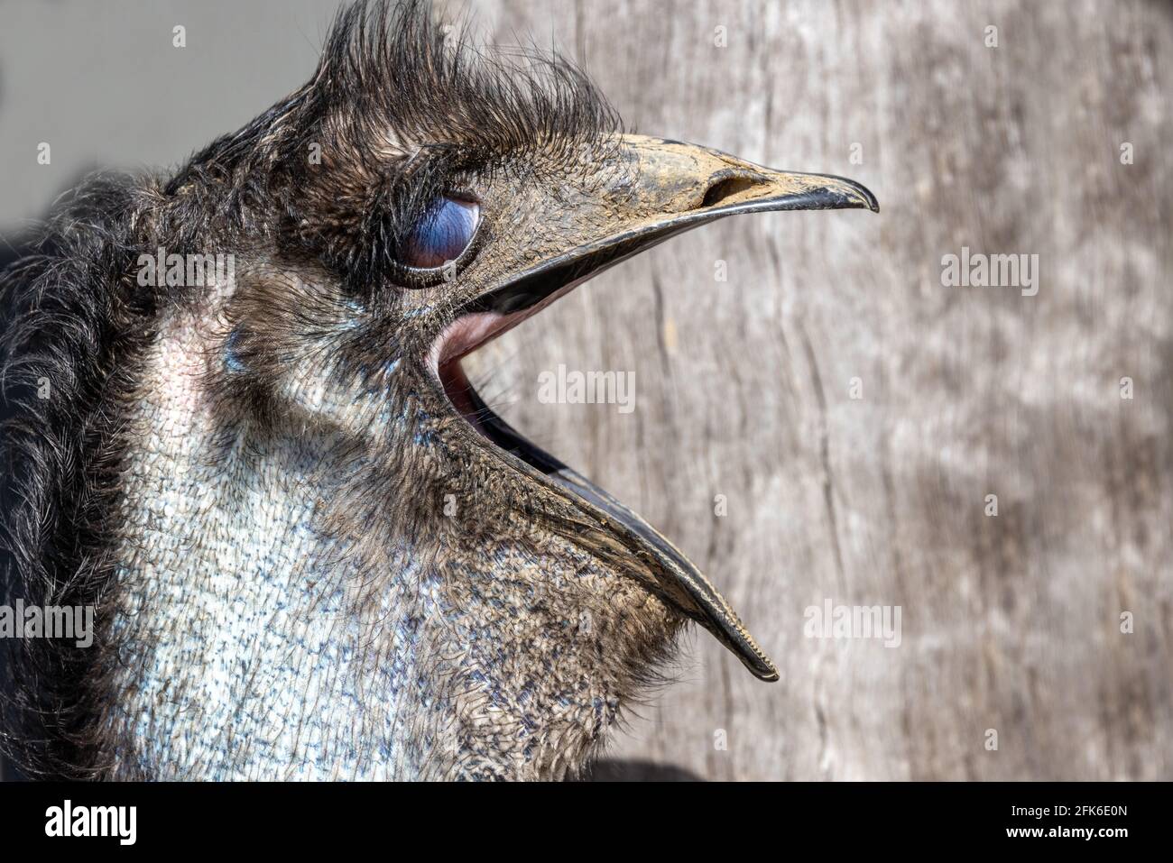 Emu with mouth open hi-res stock photography and images - Alamy