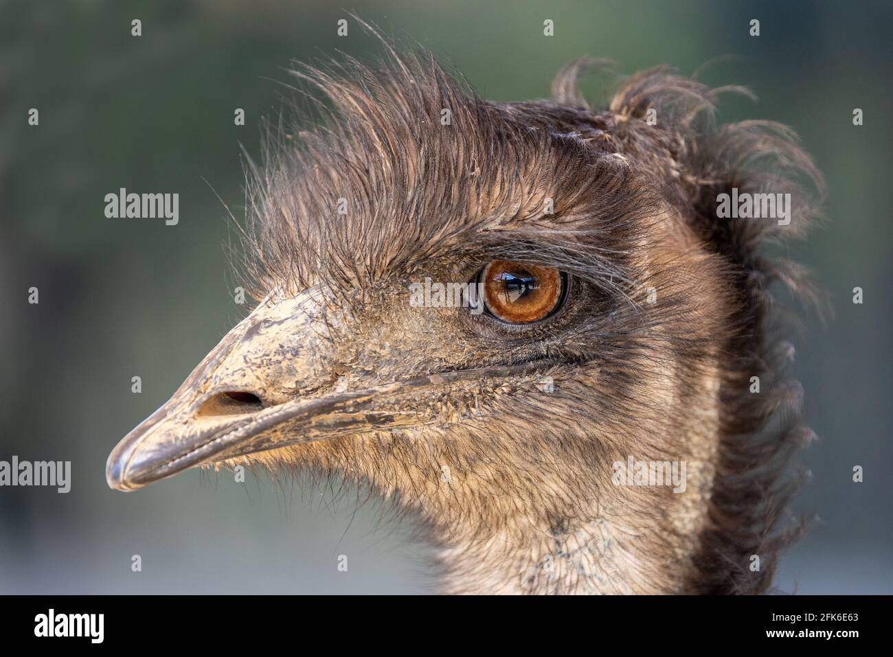 Close up of Emu showing eye Stock Photo - Alamy