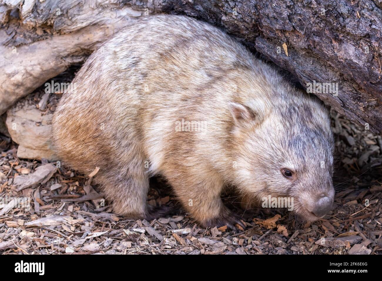 Wombat close up hi-res stock photography and images - Alamy
