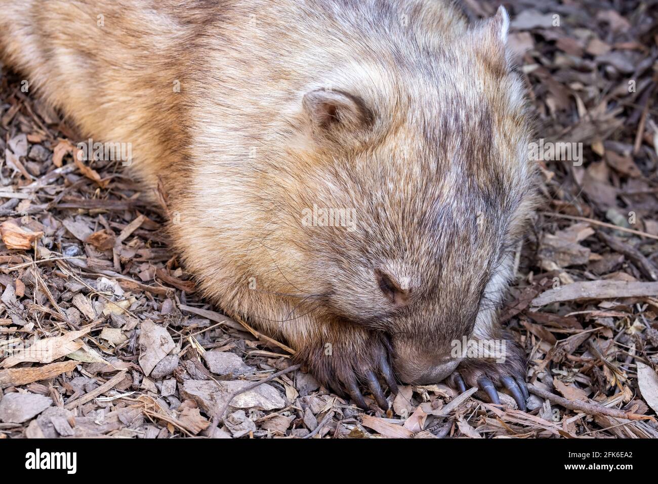 Young wombat hi-res stock photography and images - Alamy