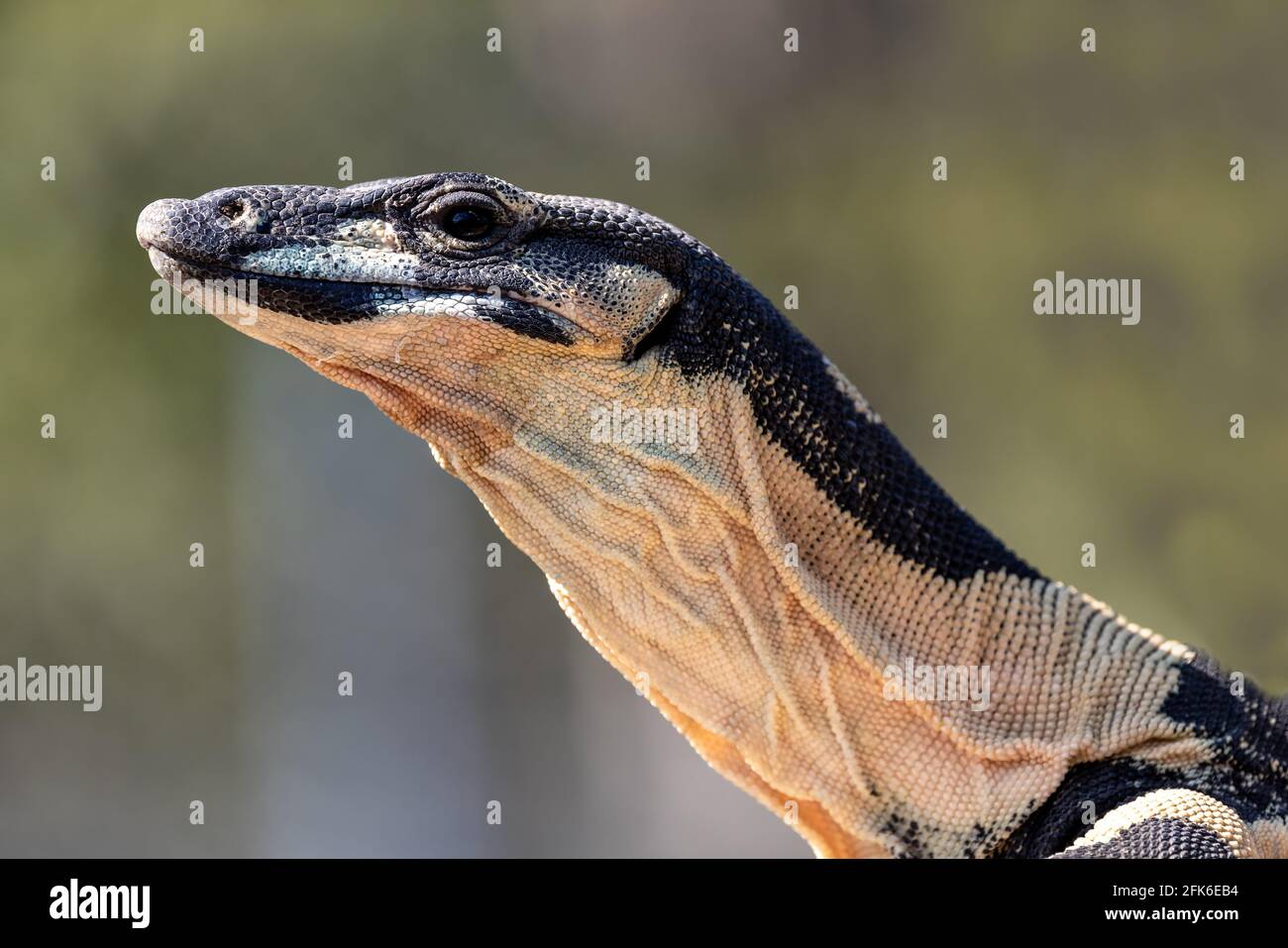 Bell's Phase of Australian Lace Monitor Stock Photo - Alamy