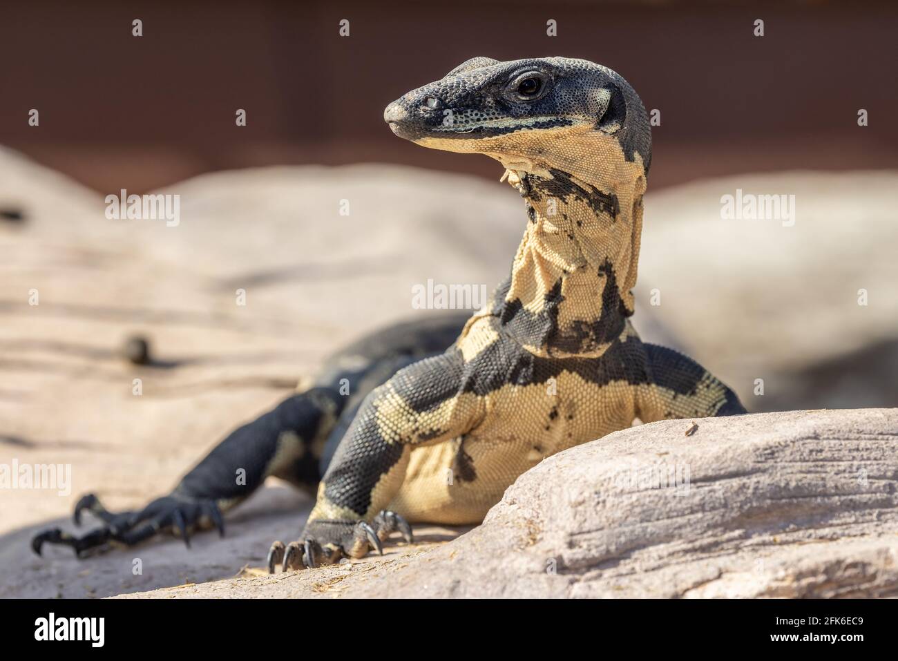 Bell's Phase of Australian Lace Monitor Stock Photo - Alamy