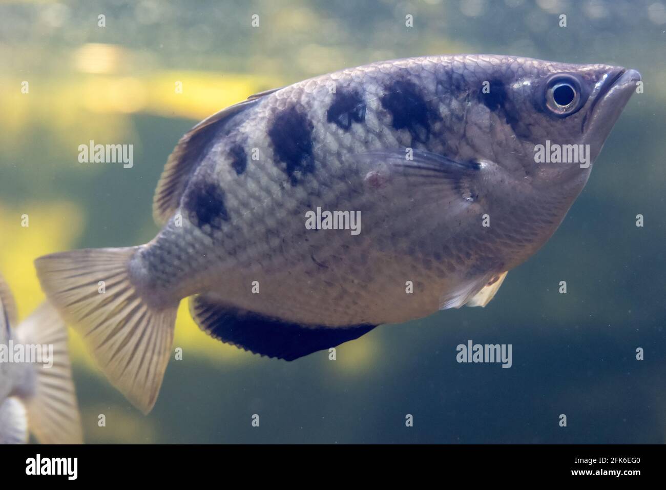 Archer fish hi-res stock photography and images - Alamy