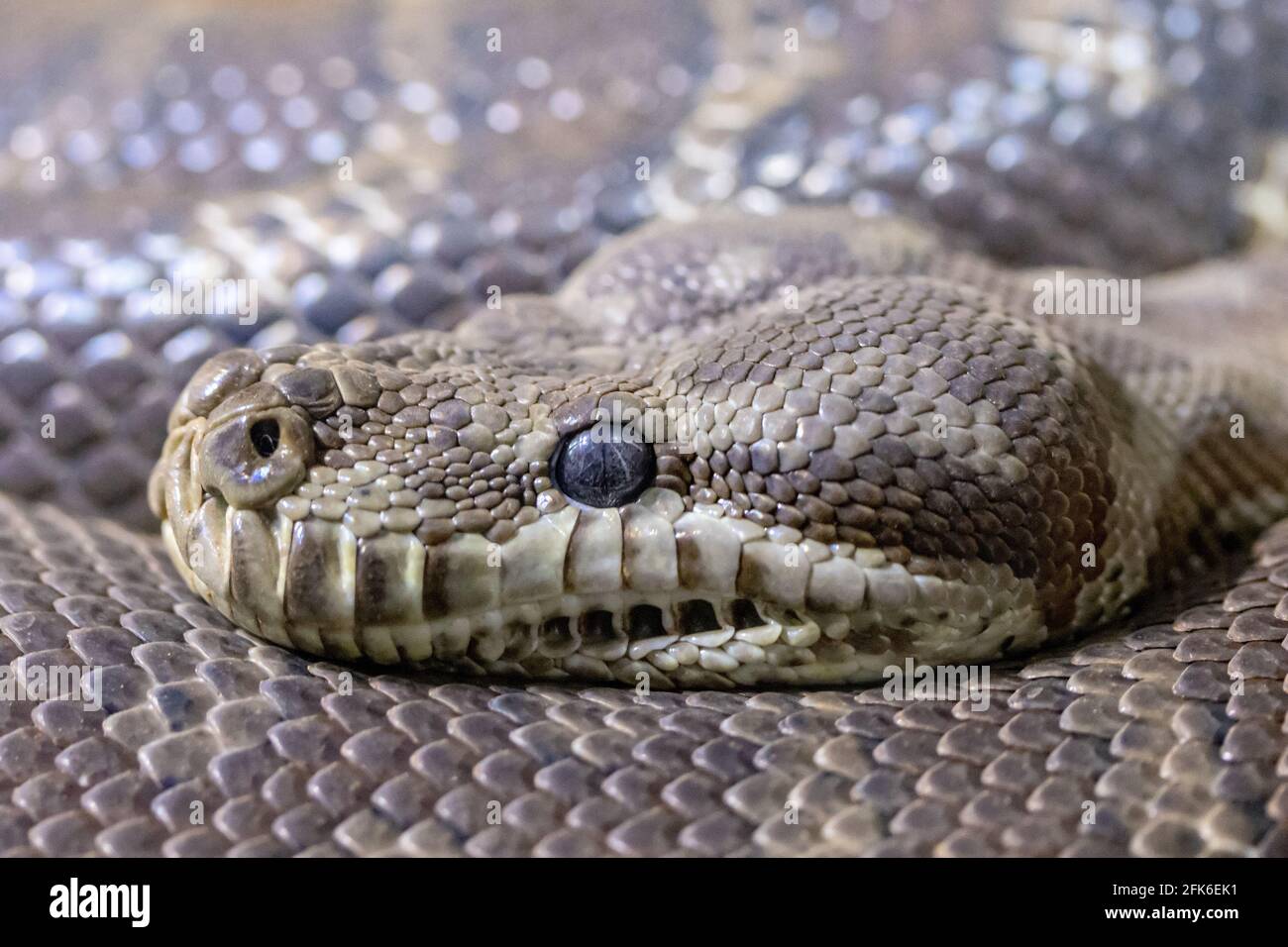 Centralian hi-res stock photography and images - Alamy